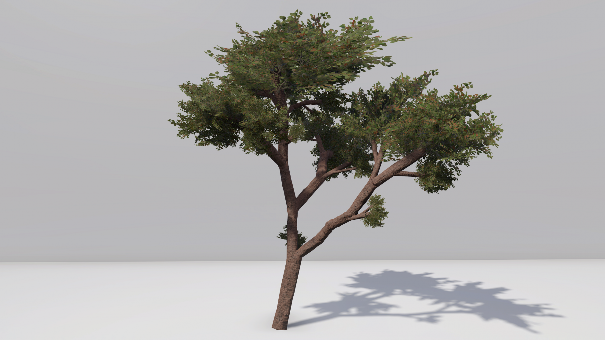 acacia tree | Prefab | Forgera