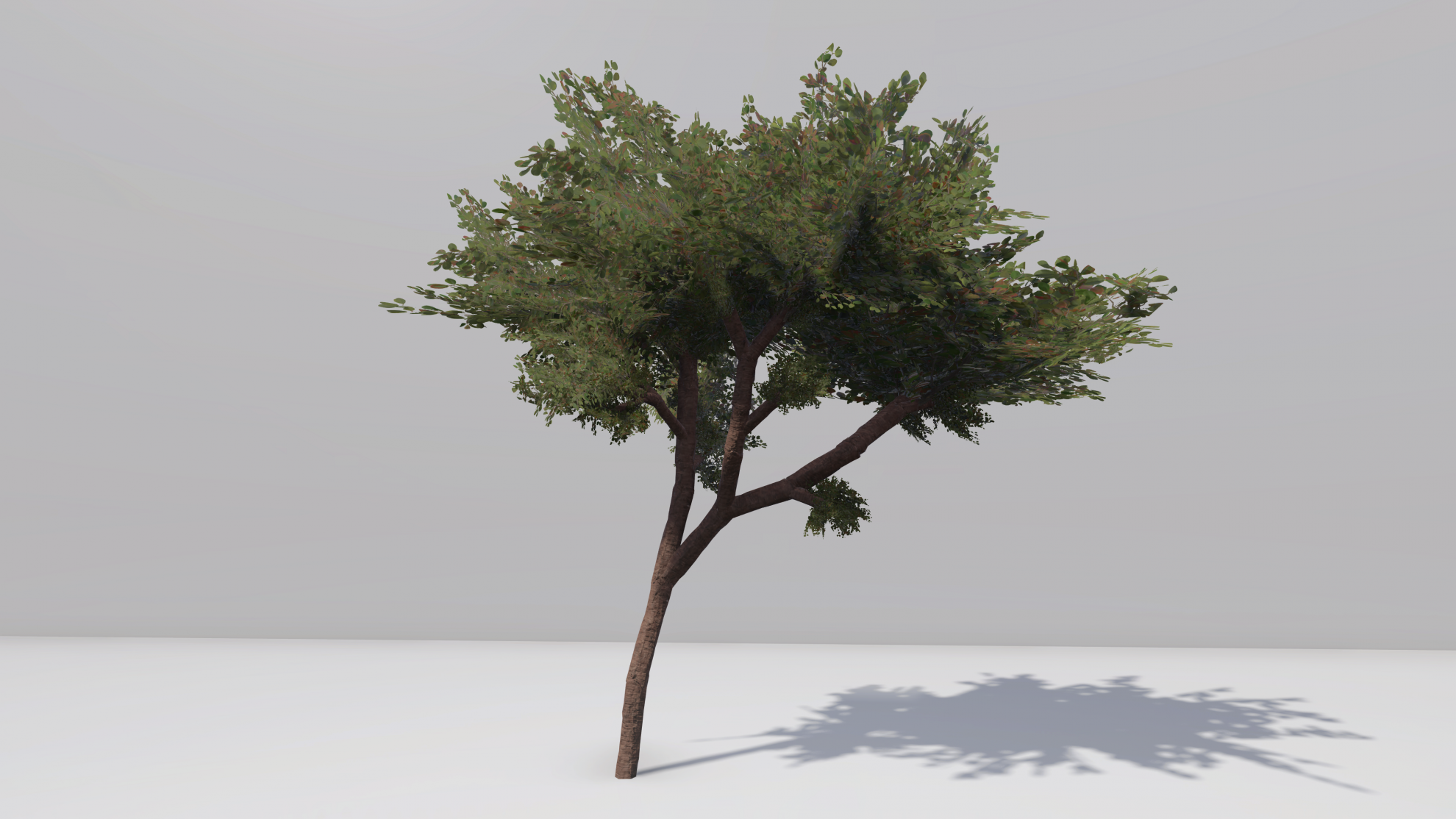 Acacia Tree 3 Prefab Forgera